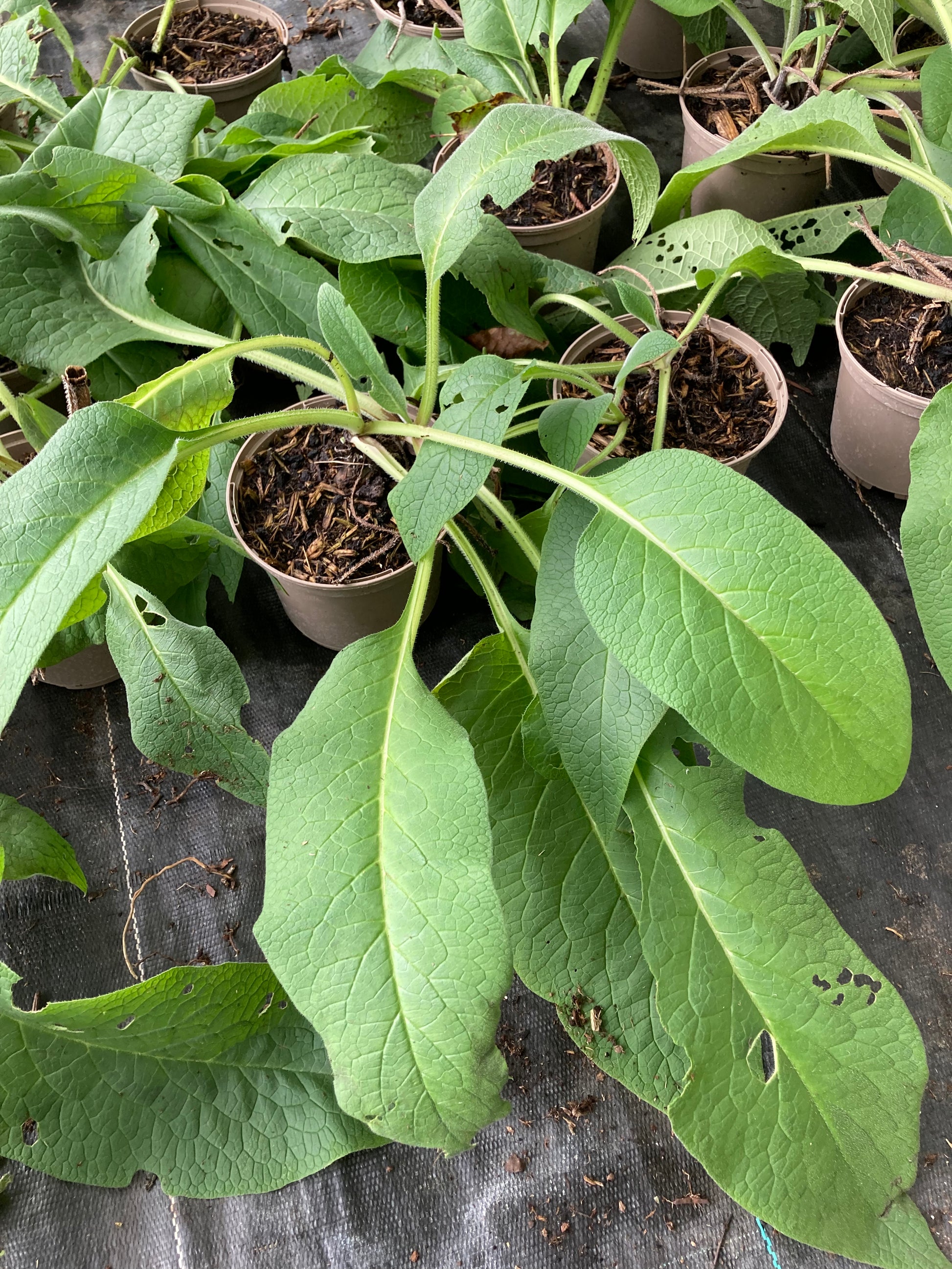 BUY Comfrey Bocking 14 UK Nursery, Online Mail Order Plants – Champion ...