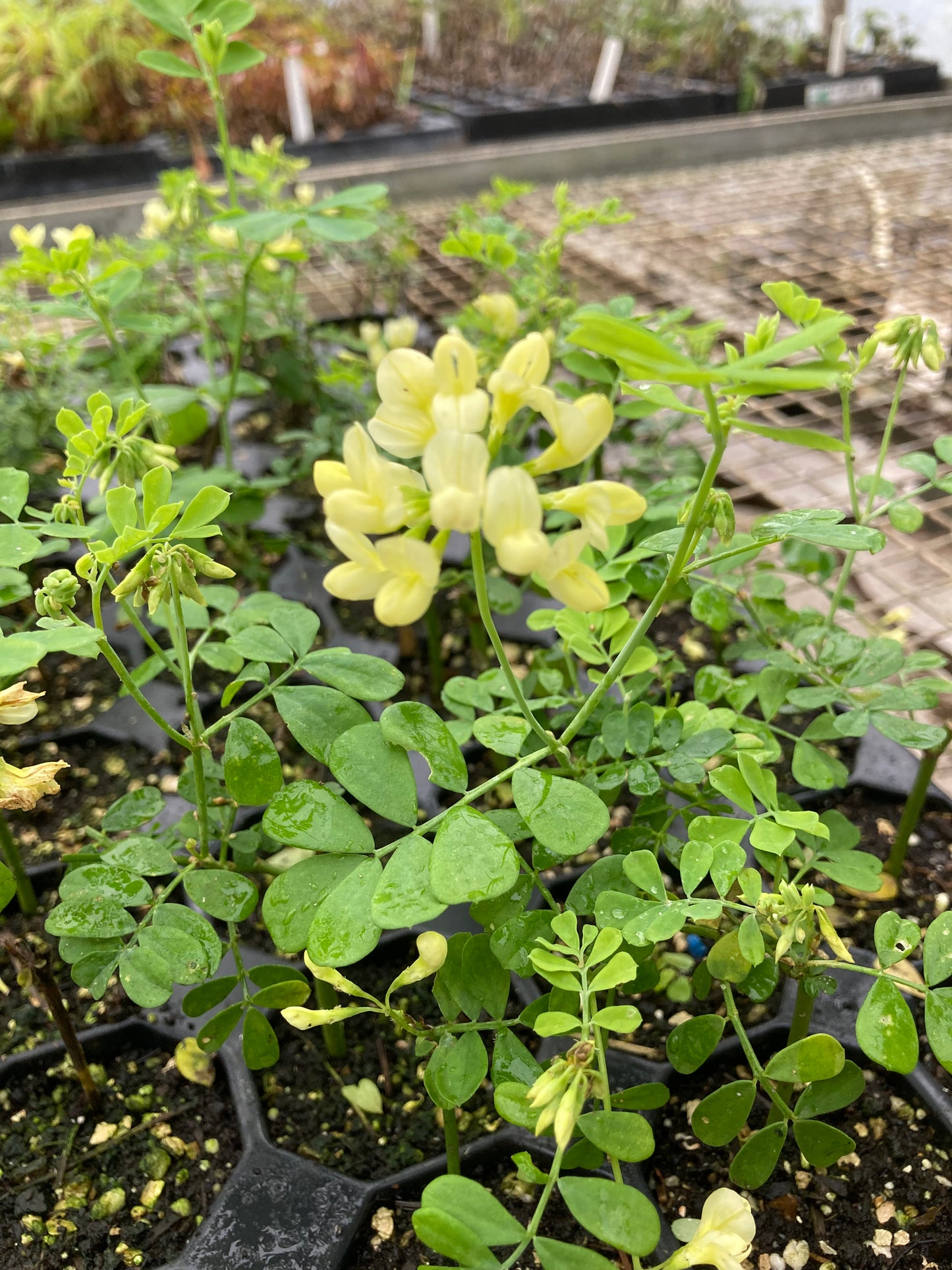 Coronilla valentina subsp. glauca Lauren Stevenson – Champion Plants