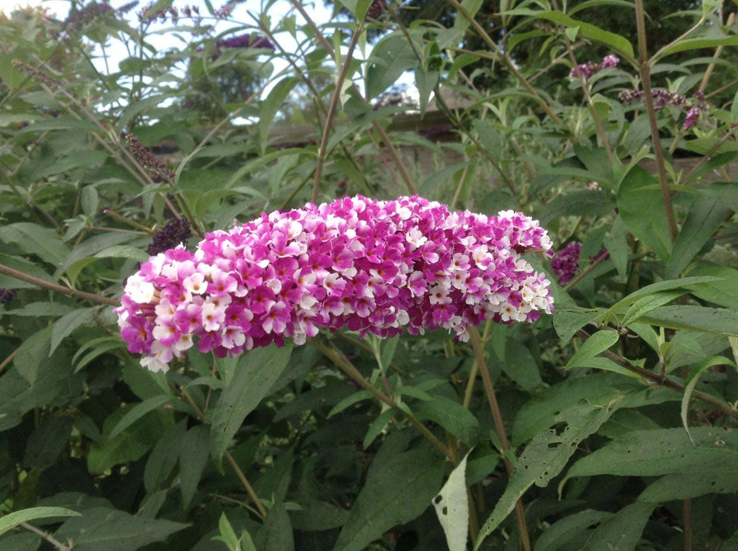 BUY Buddleja Plants Specialist Nursery Over 60 Varieties Butterfly Bush ...