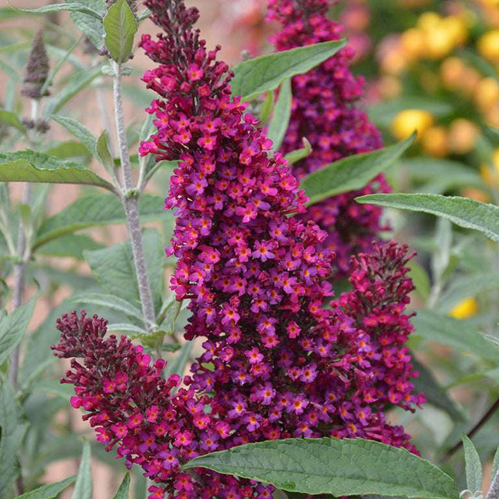 BUY Buddleja Plants Specialist Nursery Over 60 Varieties Butterfly Bush ...