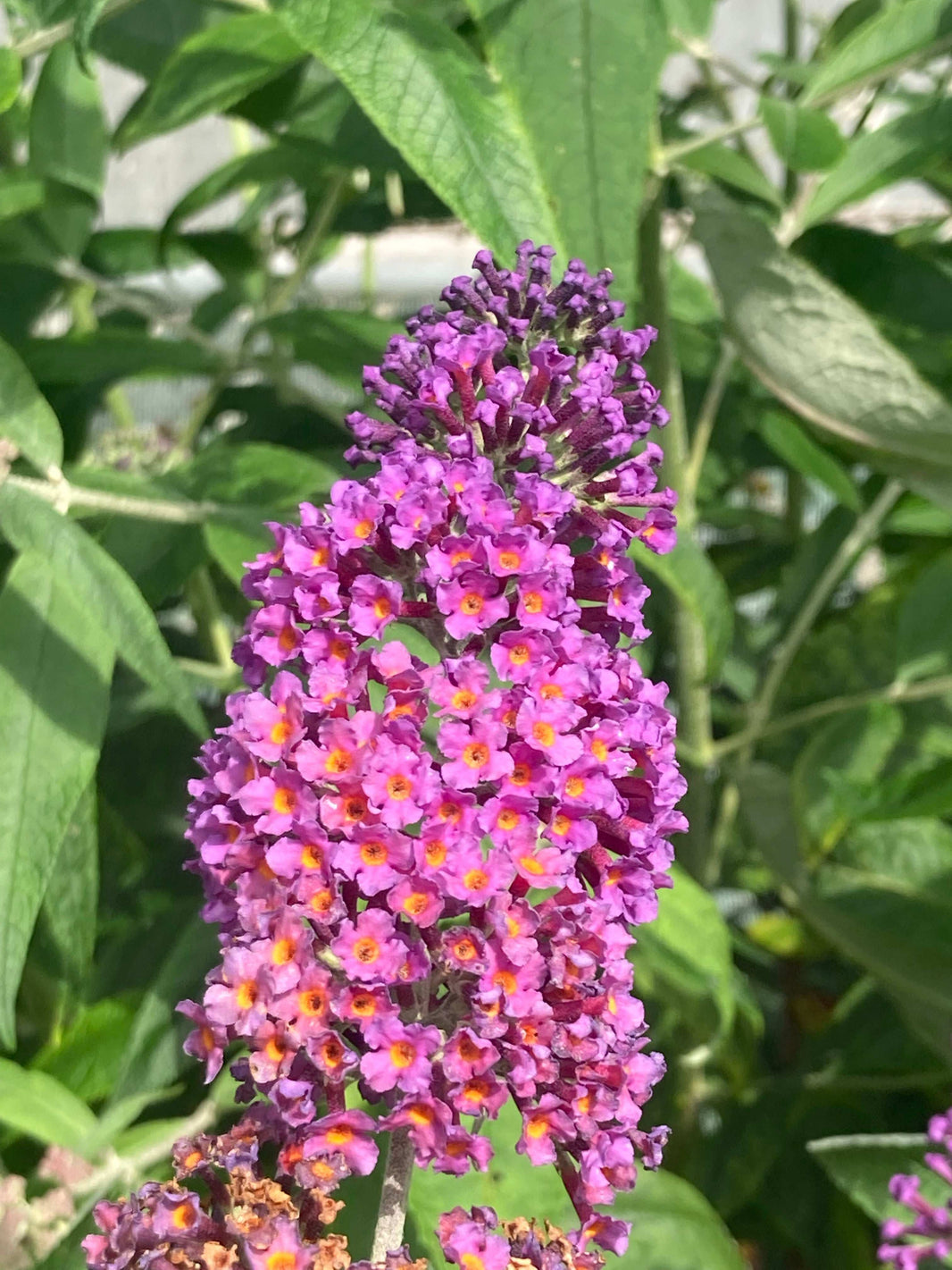 BUY Buddleja Plants Specialist Nursery Over 60 Varieties Butterfly Bush ...