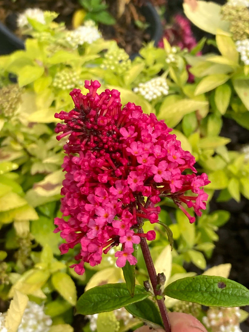 BUY Buddleja Prince Charming UK Nursery Mail Order Plants Online UK ...