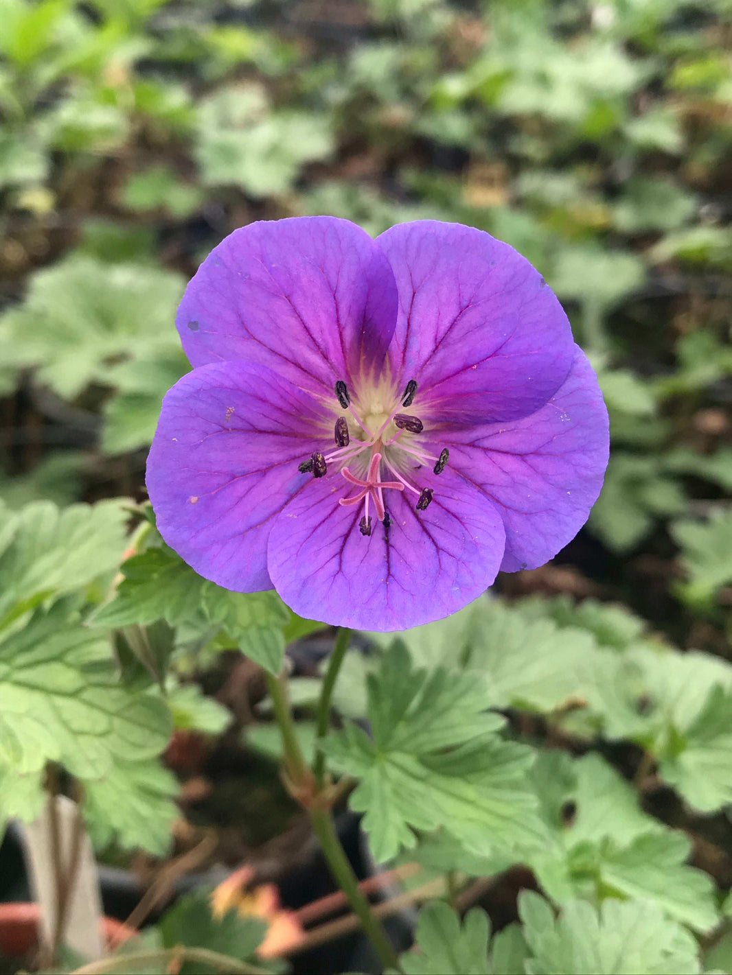 BUY Hardy Geraniums Online UK Plant Nursery Cranesbill Mail Order ...