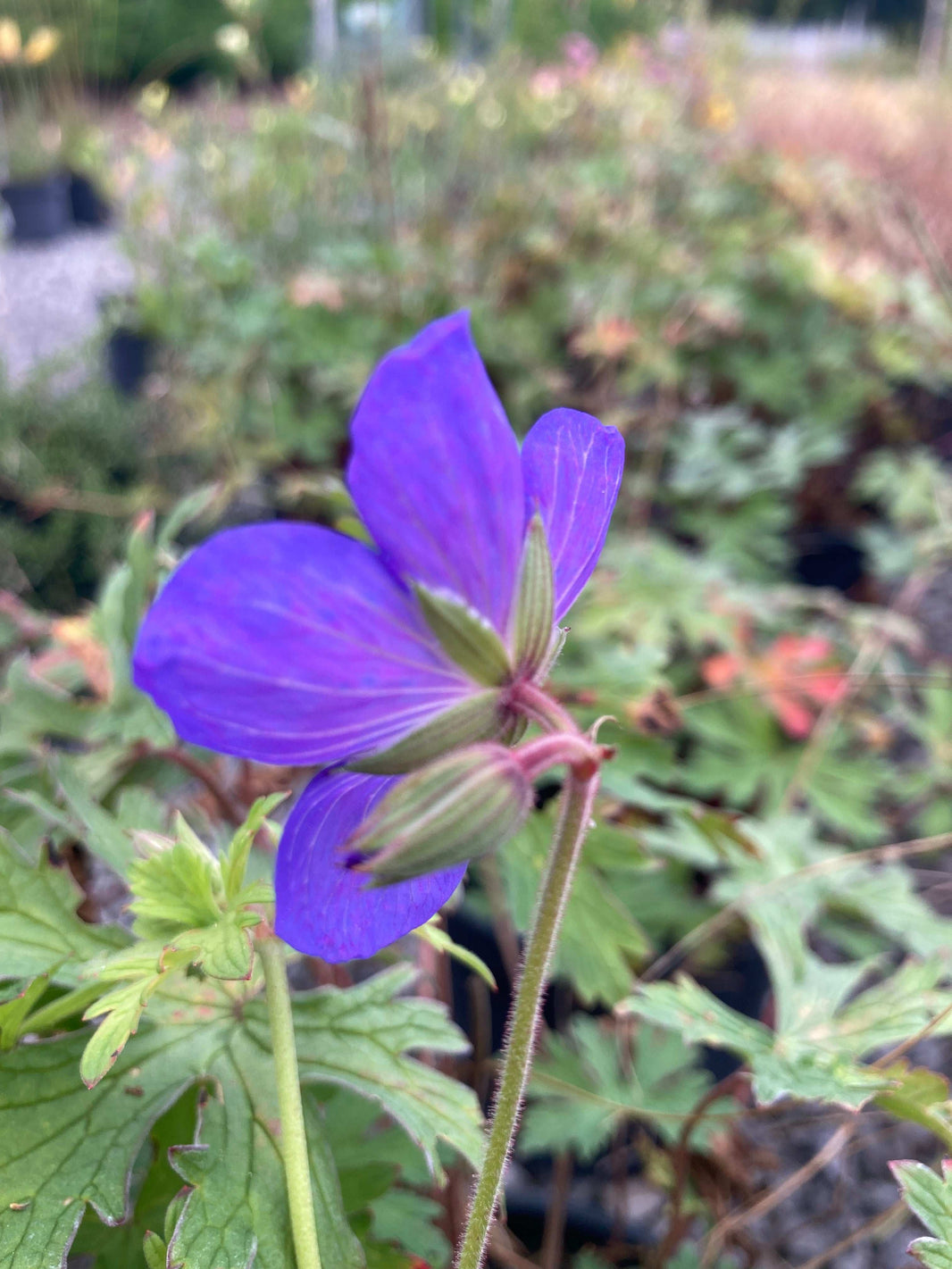 BUY Hardy Geraniums Online UK Plant Nursery Cranesbill Mail Order ...