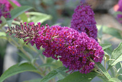 BUY Buddleja (Buddleia) davidii Buzz Magenta Online UK Plant Nursery ...