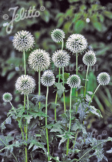 Echinops Star Frost – Champion Plants