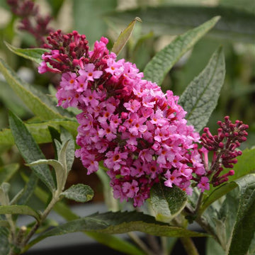 BUY Buddleja Plants Specialist Nursery Over 60 Varieties Butterfly Bush ...
