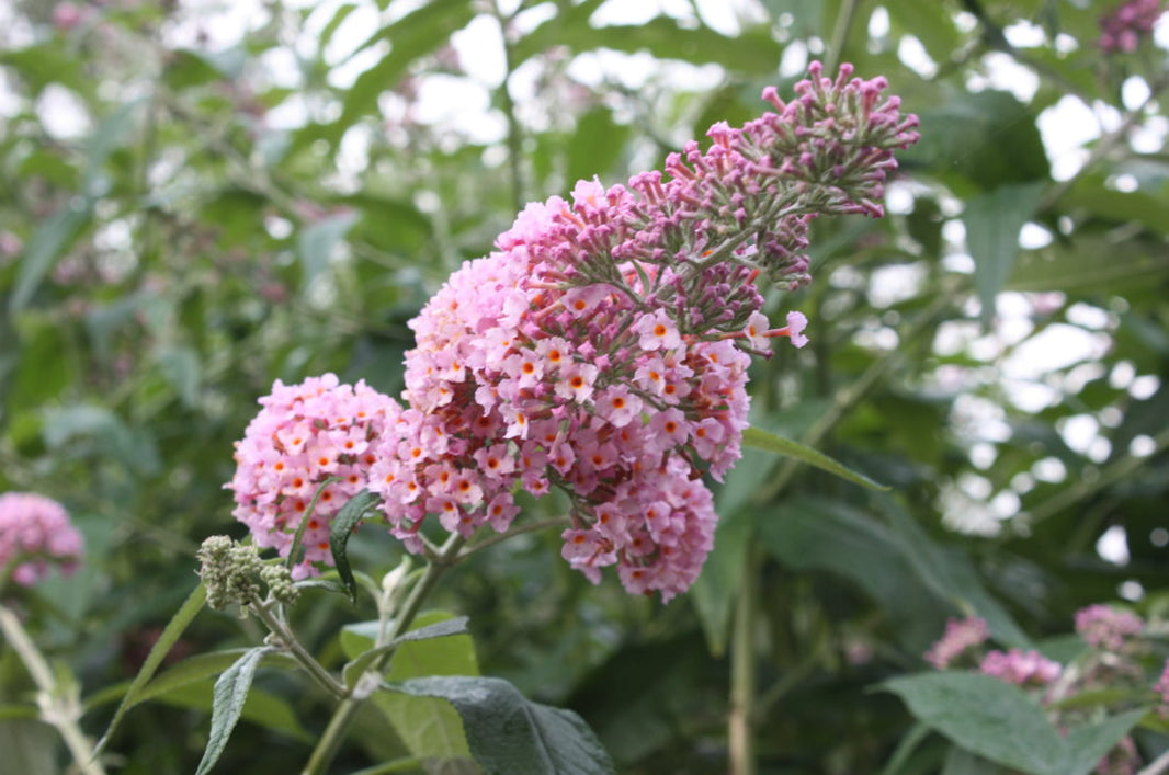 BUY Buddleja Plants Specialist Nursery Over 60 Varieties Butterfly Bush ...