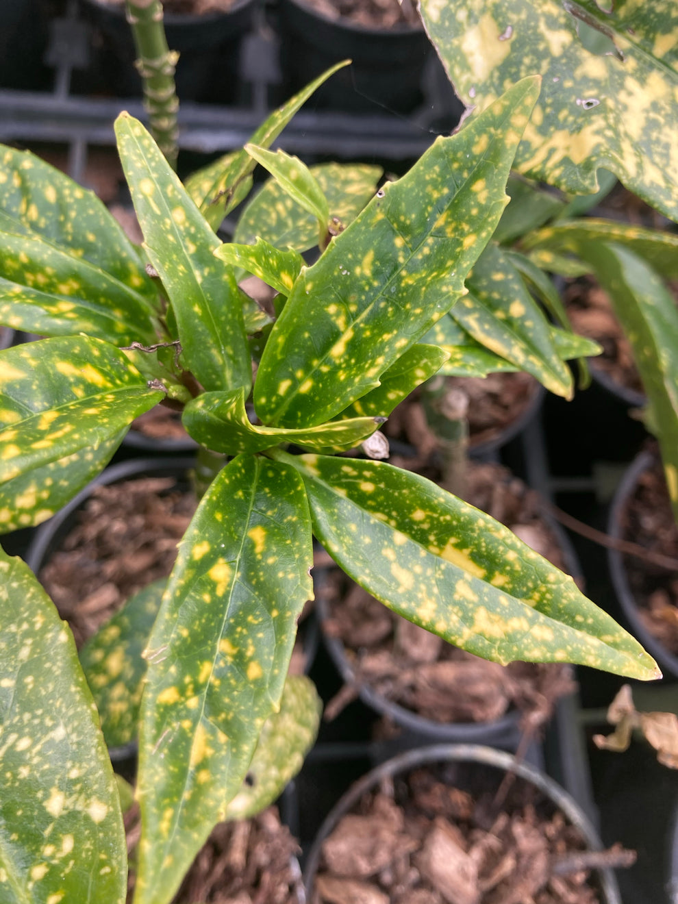 Aucuba japonica Picturata – Champion Plants