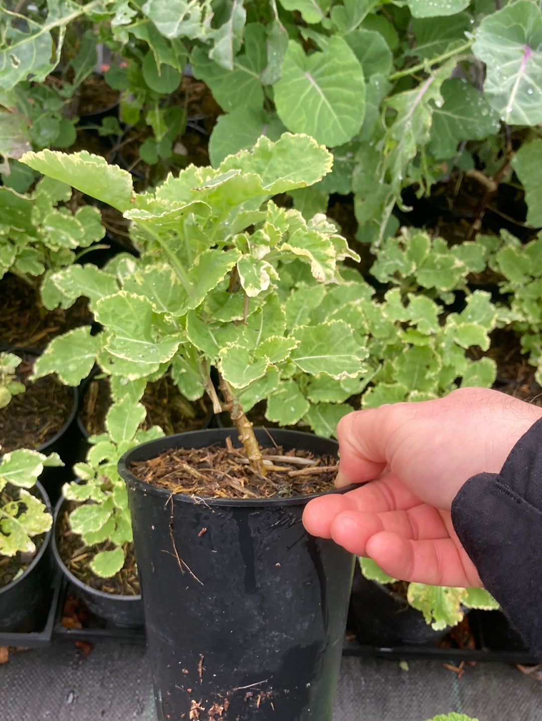 Buy Daubenton's Variegated Kale, UK Nursery, Online Plants, Mail order ...