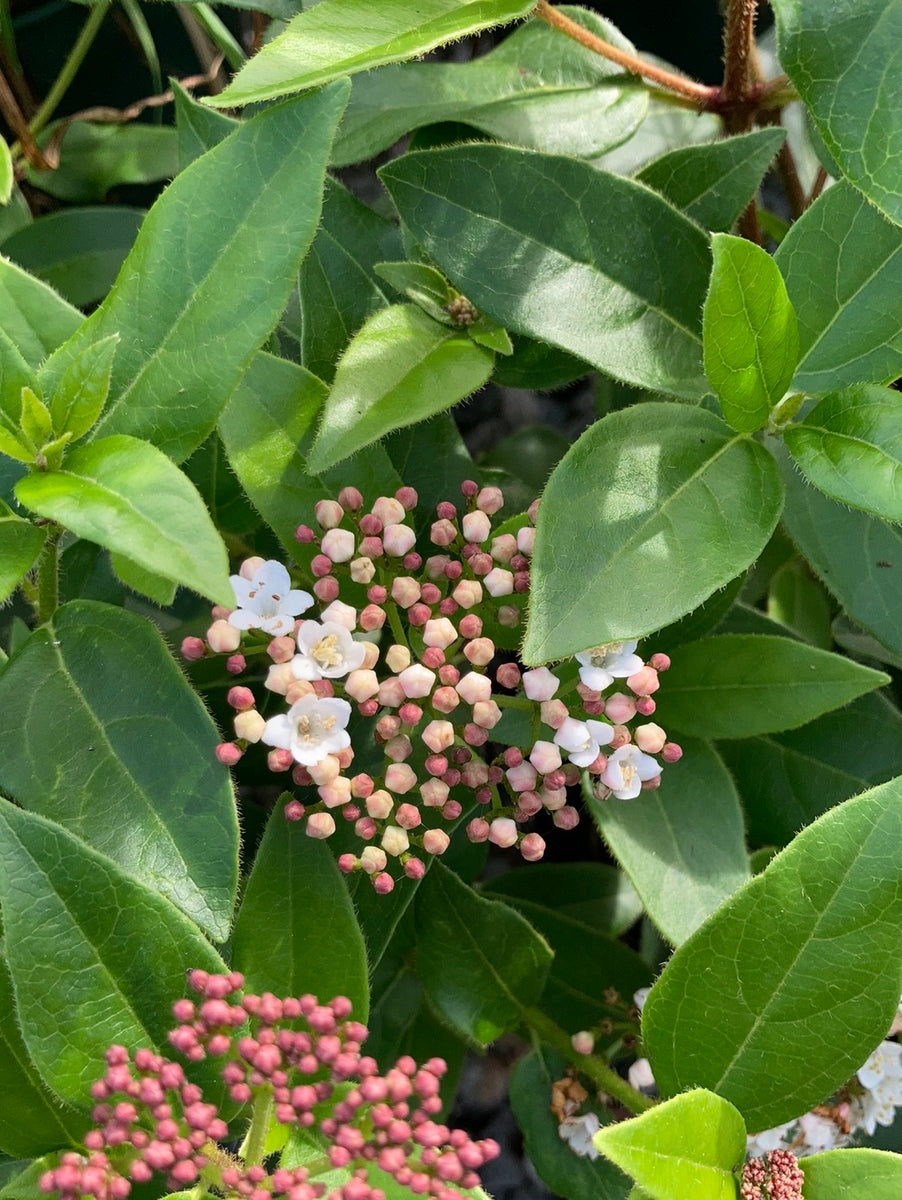 Viburnum tinus – Champion Plants