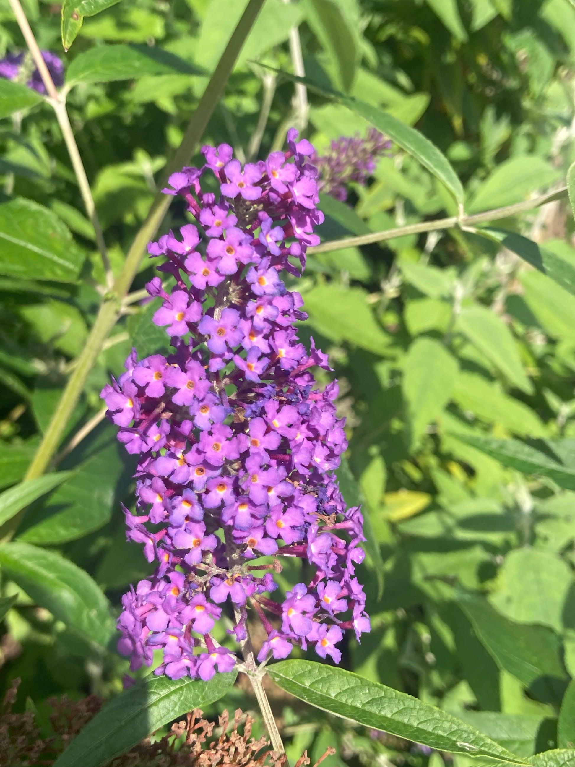 BUY Buddleja davidii Adonis Blue UK Nursery Mail Order Online Plants ...