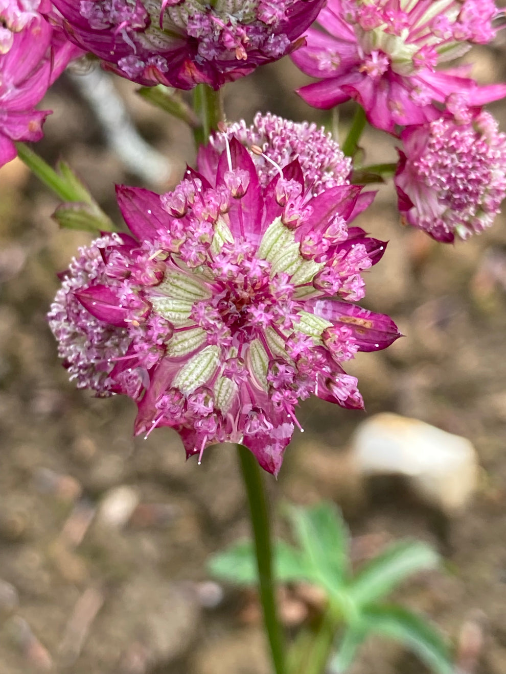 BUY Astrantia major Ruby Cloud Online Plants UK Nursery Mail Order ...