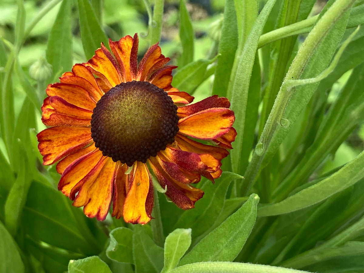 Helenium Red Army – Champion Plants