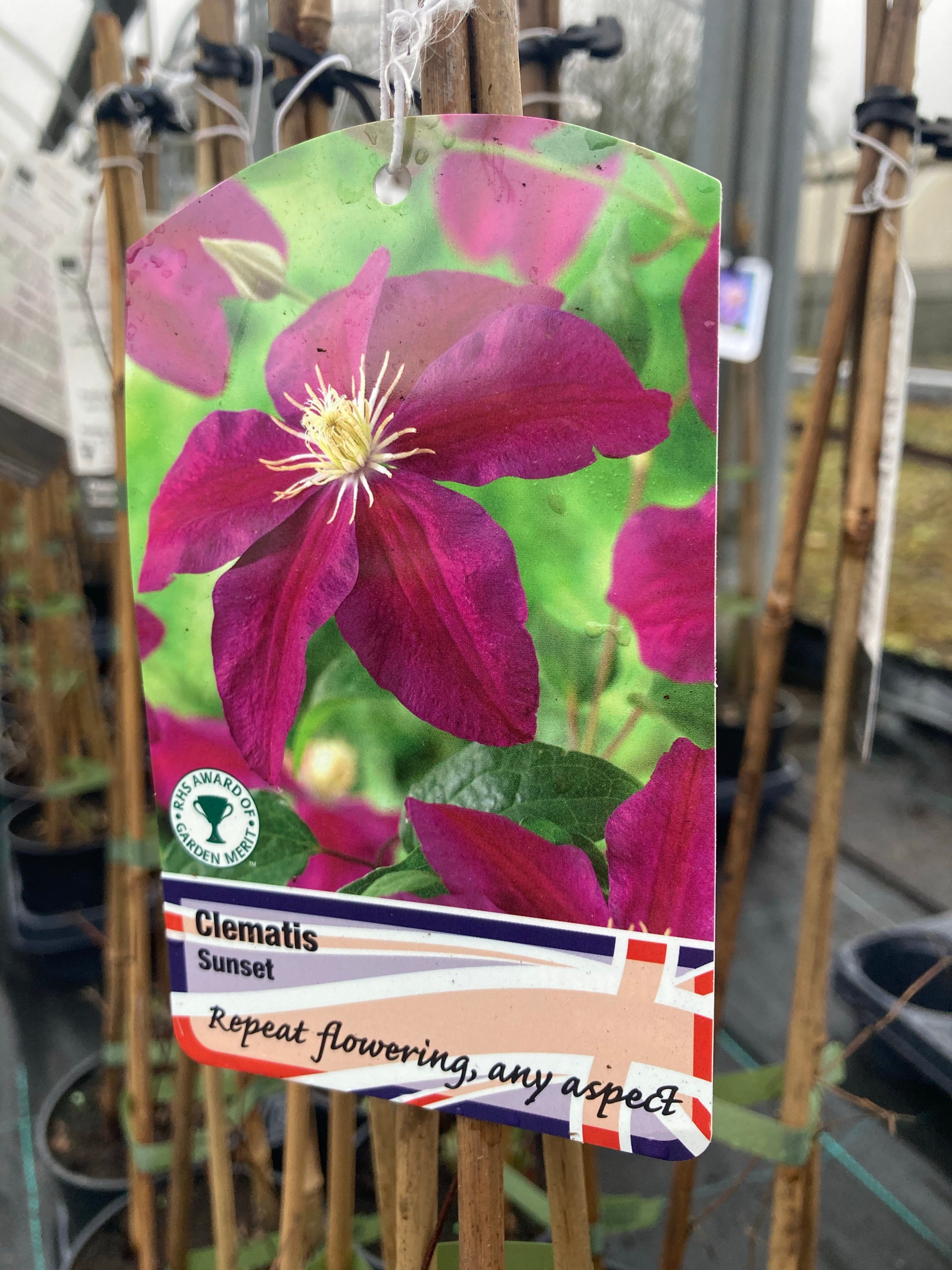 Clematis Sunset - AGM – Champion Plants