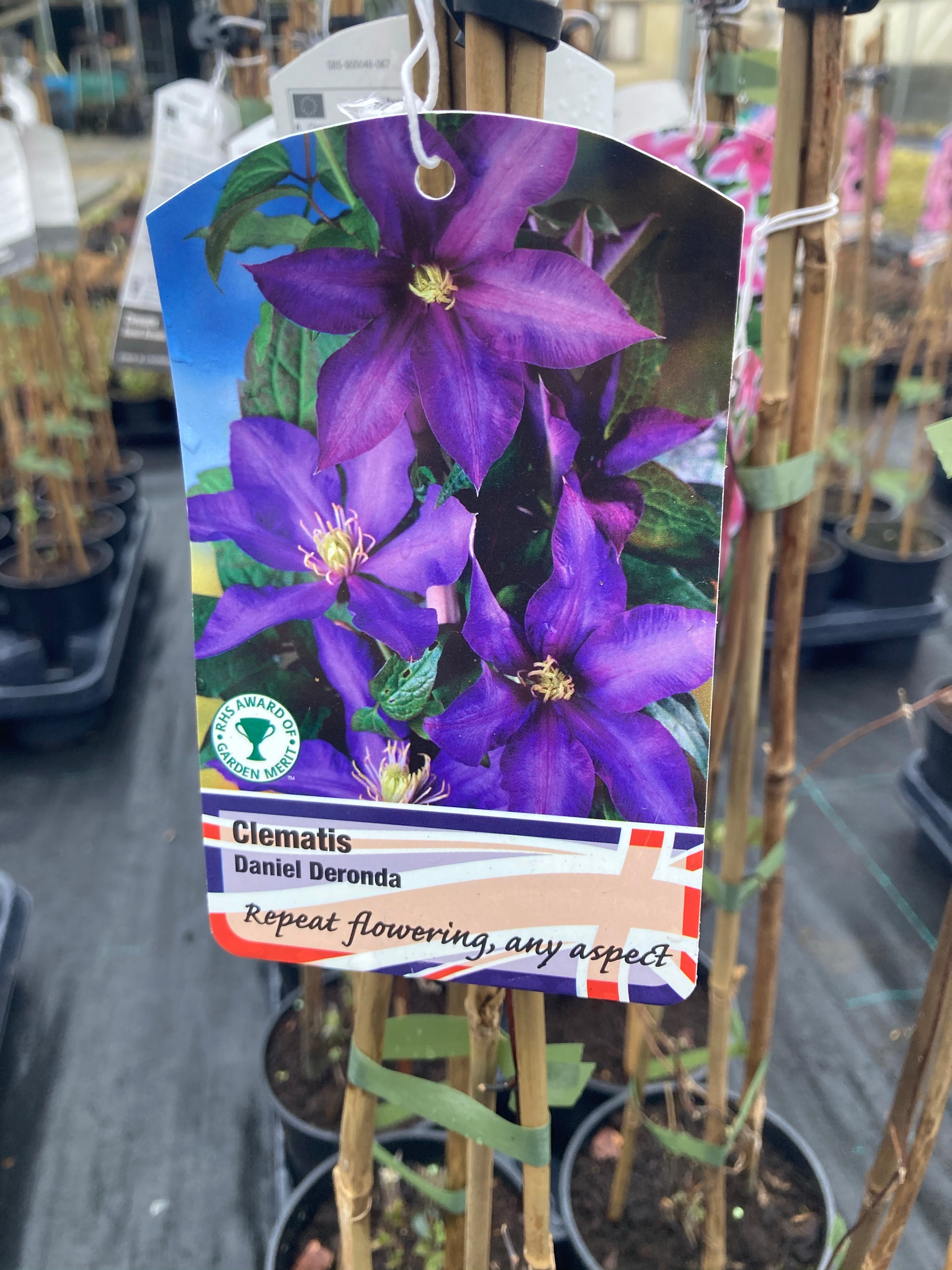 Clematis Daniel Deronda - AGM – Champion Plants