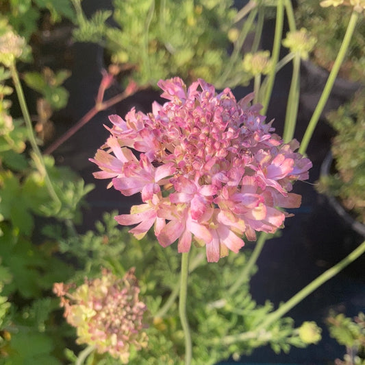 Scabiosa – Champion Plants