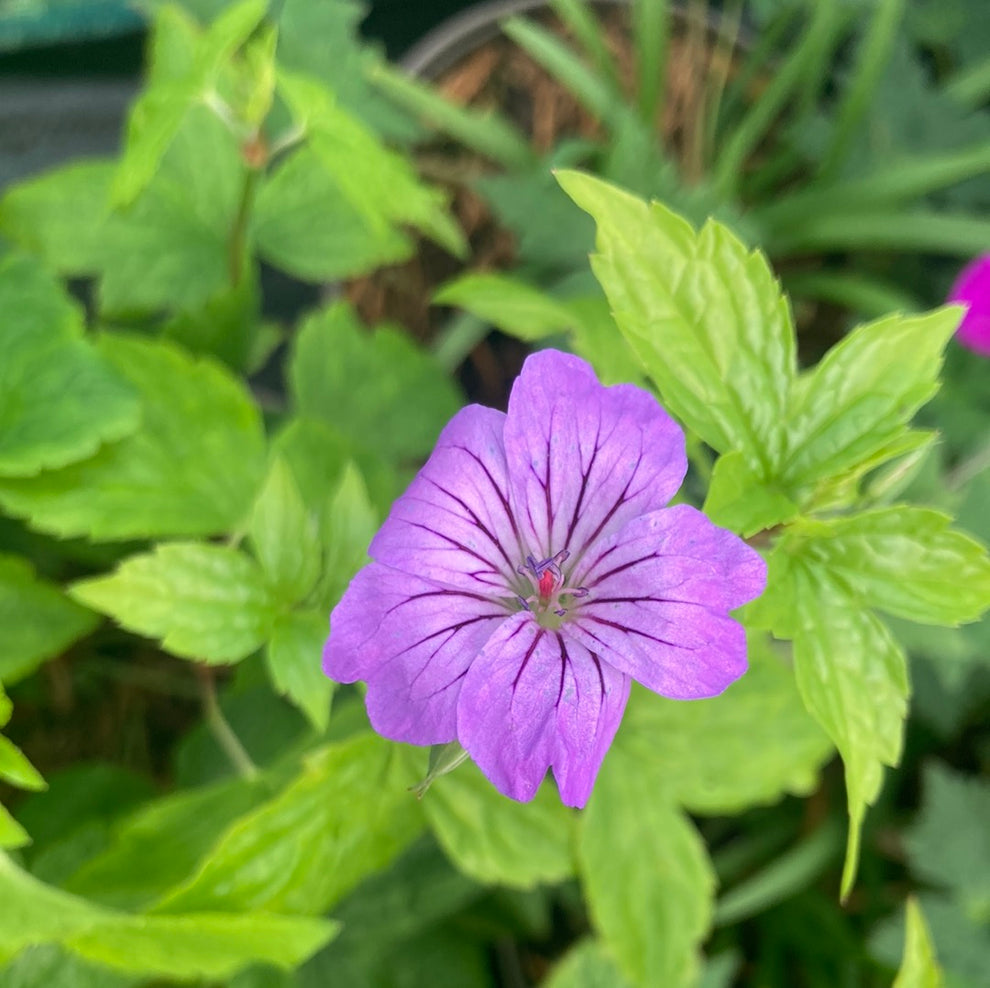 BUY Geranium Svelte Lilac Online Mail Order Plant Nursery UK 2 Litre ...