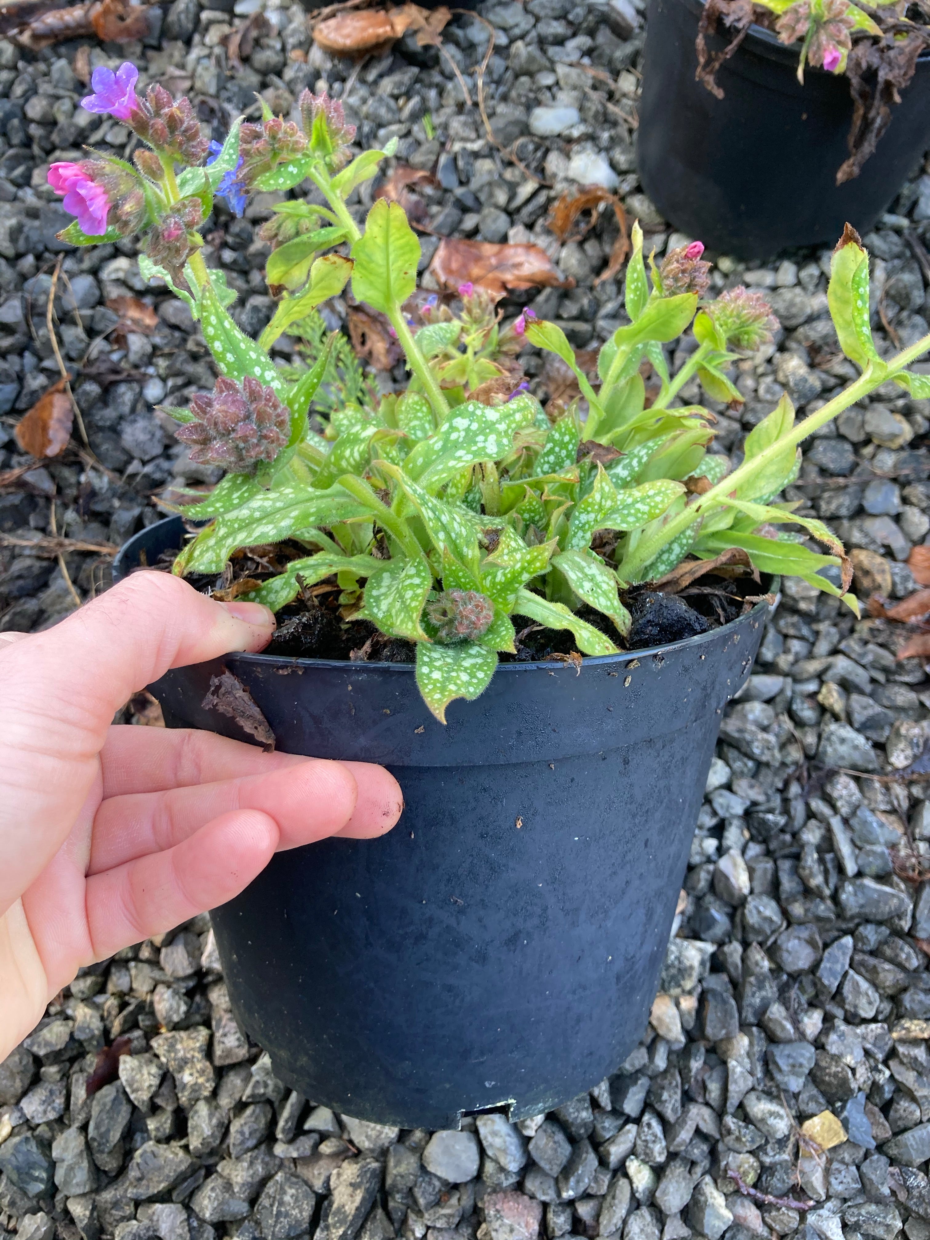 BUY Pulmonaria Online UK Plant Nursery Mail Order – Champion Plants