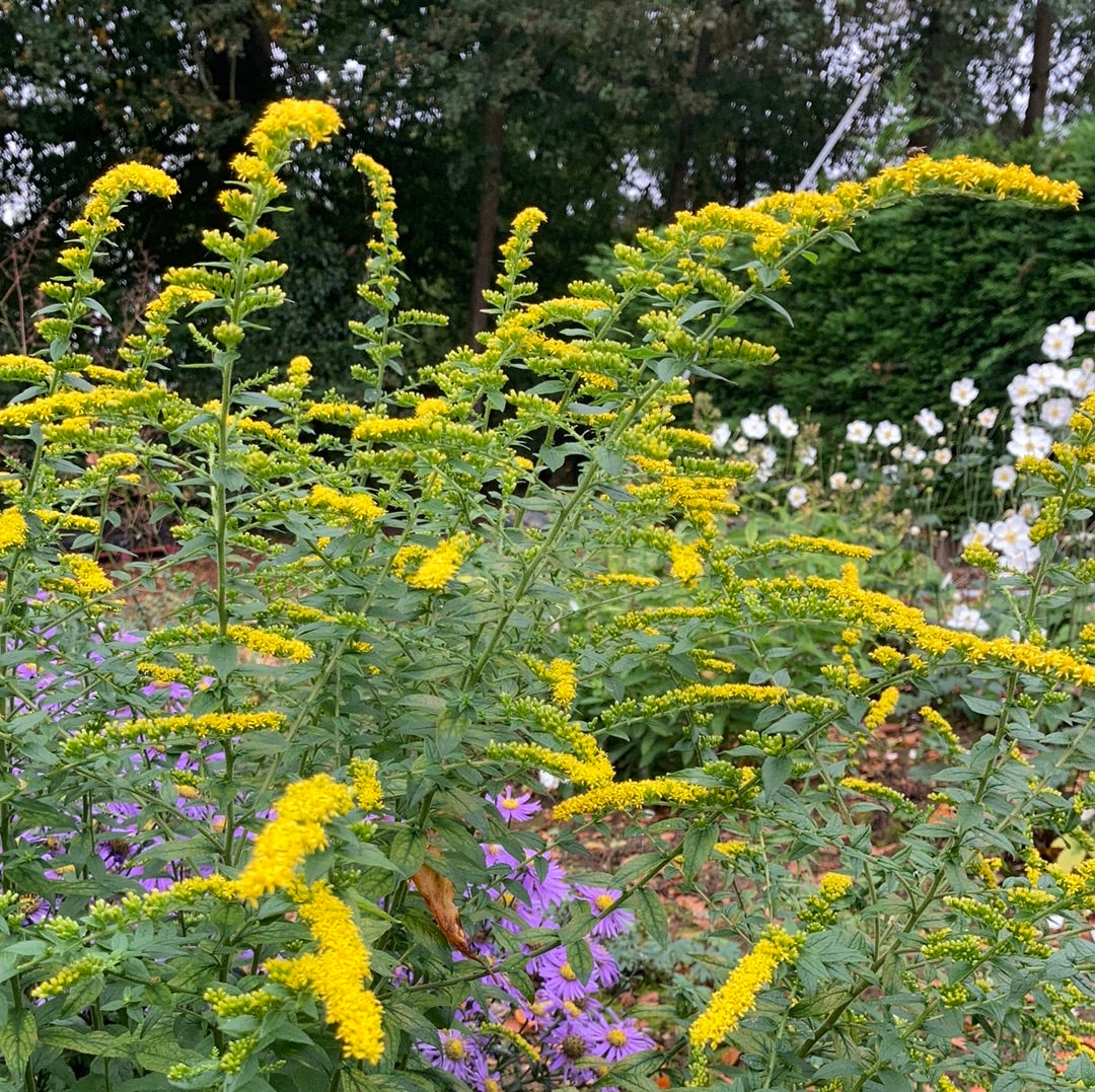 Solidago rugosa Fireworks - AGM – Champion Plants