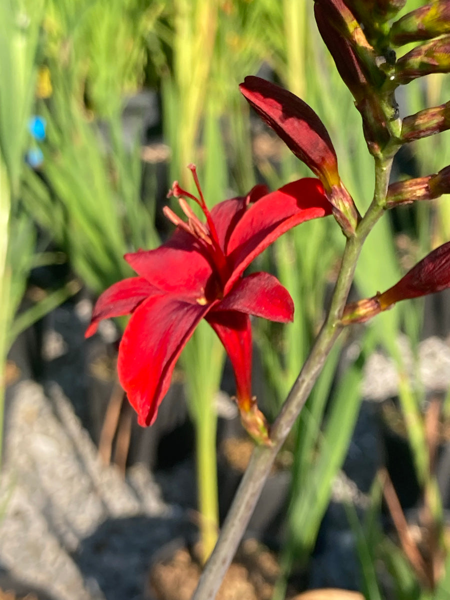 Crocosmia Hellfire AGM – Champion Plants