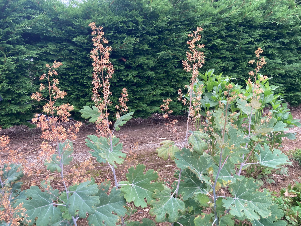 Macleaya microcarpa Kelway's Coral Plume - AGM – Champion Plants