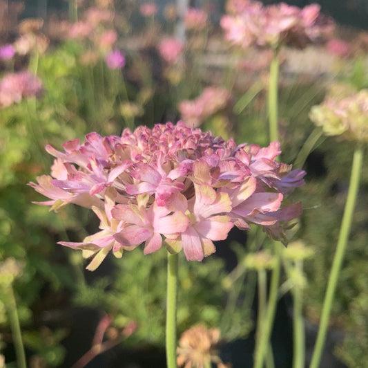 Scabiosa – Champion Plants